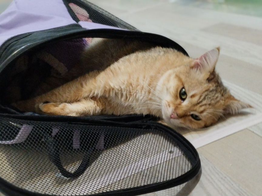 Шикарный Лорд в поисках хозяина