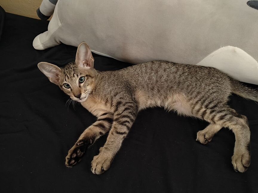 Ориентальный котенок