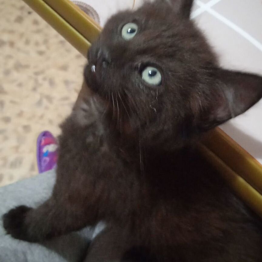 Хозяин найдись