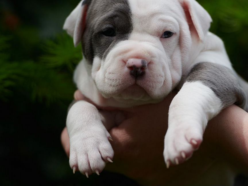 Американский стаффордширский терьер щенок