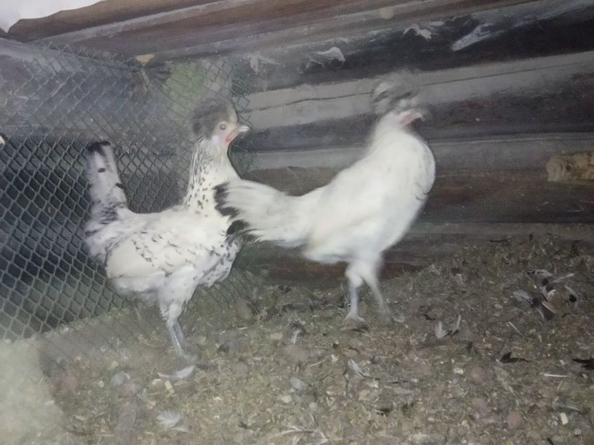 Домашняя птица, петухи