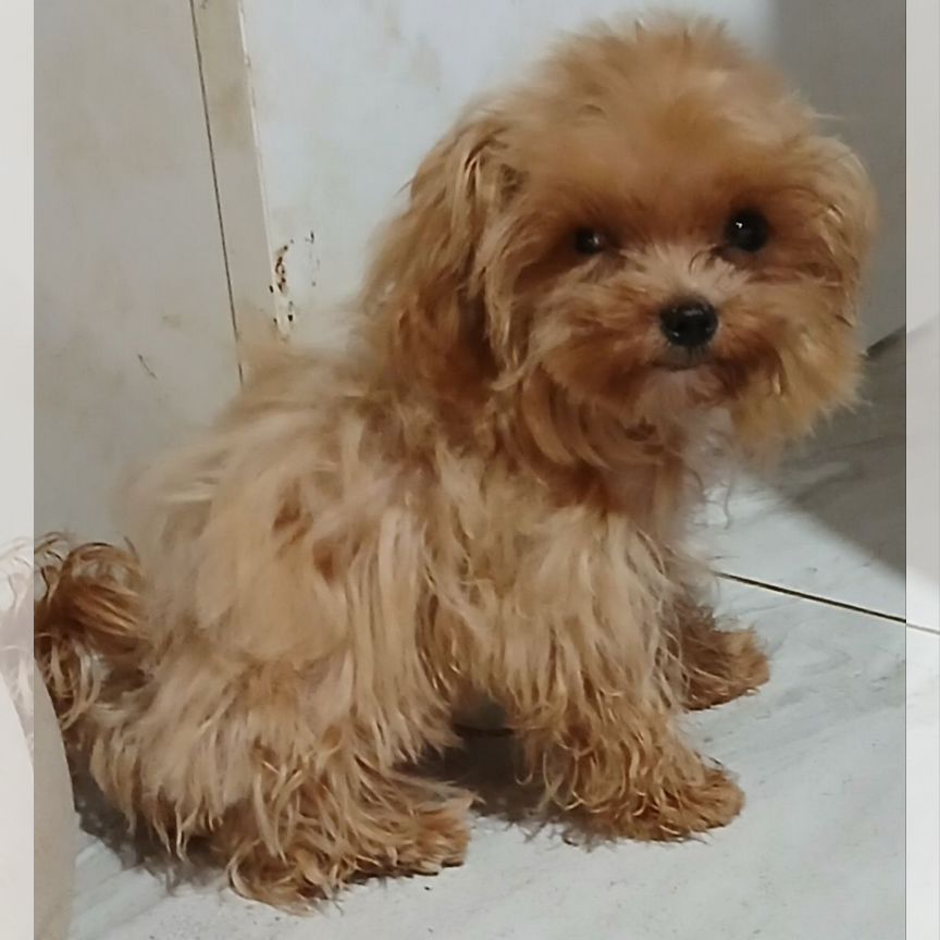 Мальтипу, щенок