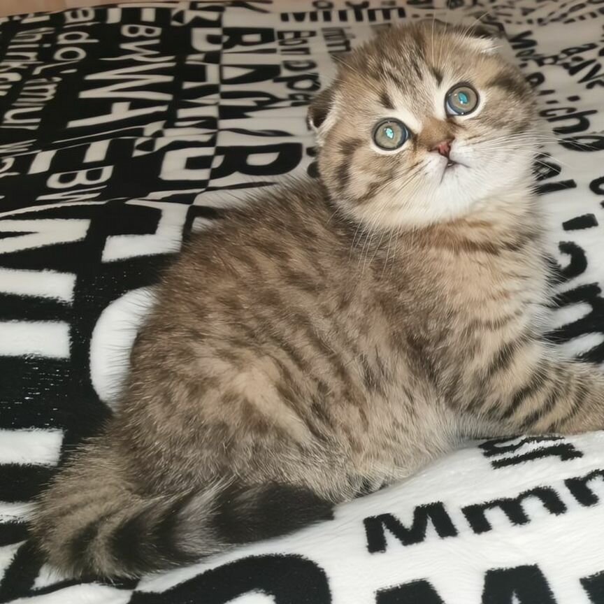 Шотландский вислоухий короткошёрстный котёнок