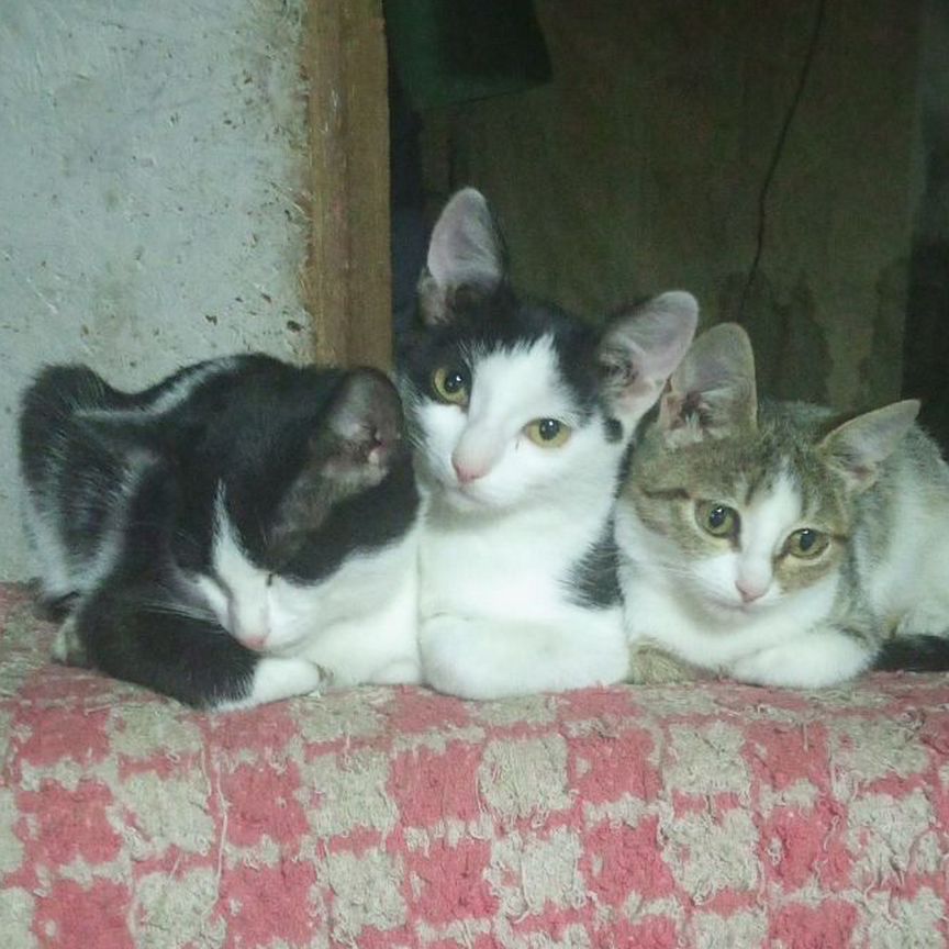 Отдам котят в хорошие руки