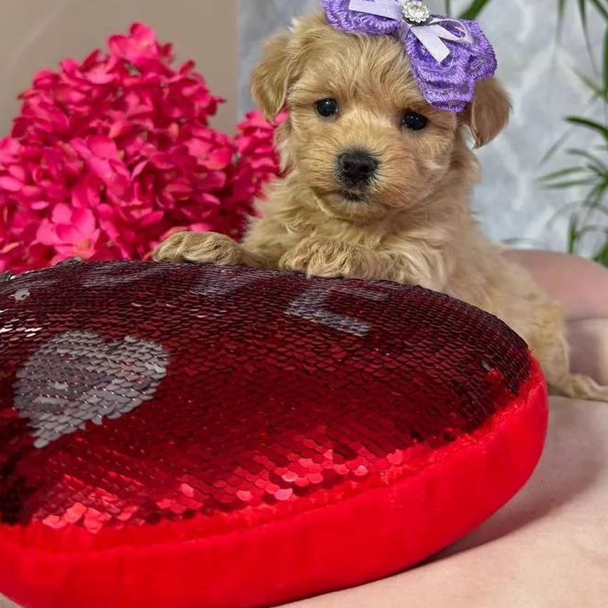 Мальтипу, щенок