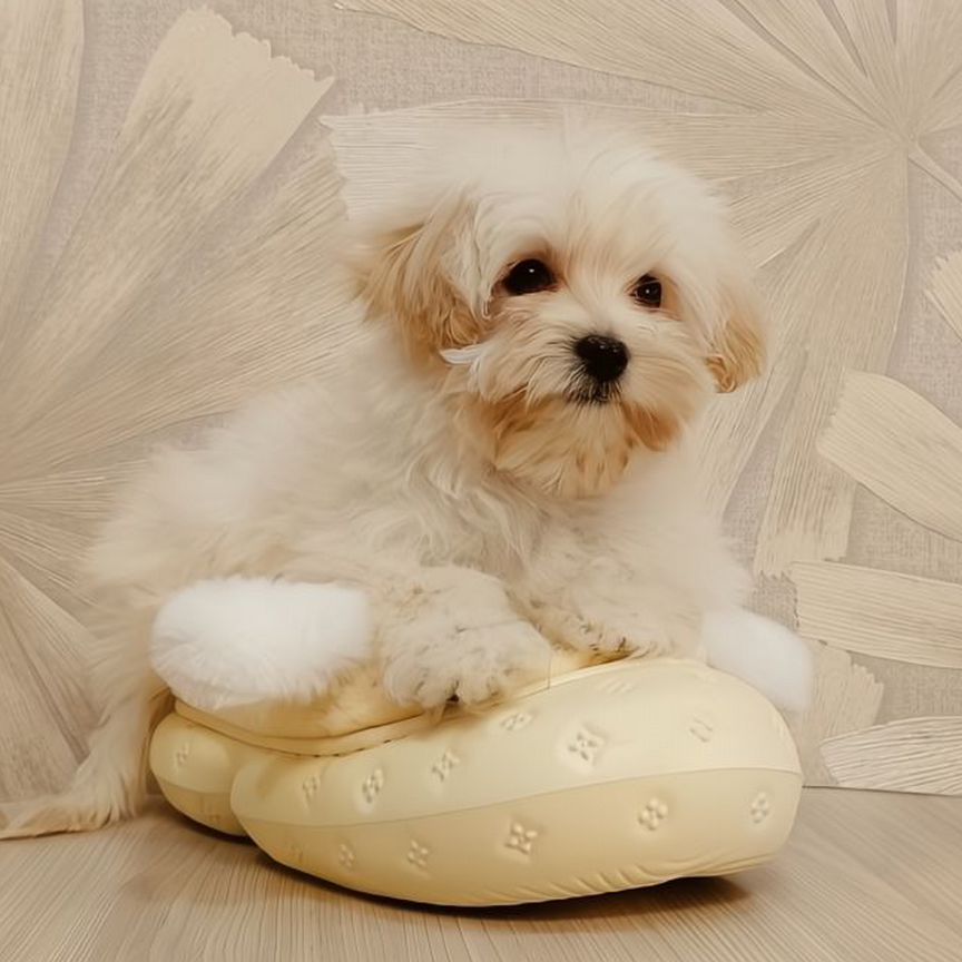 Мальтипу, щенок