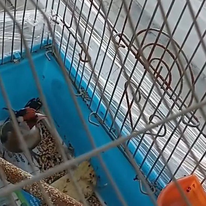 Щеголь