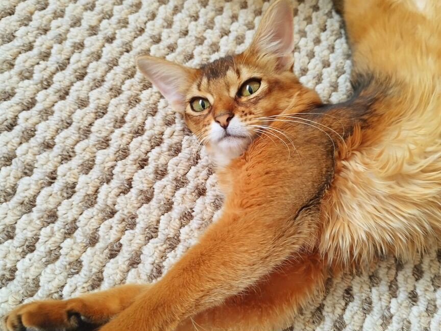 Девочка Сомали дикая