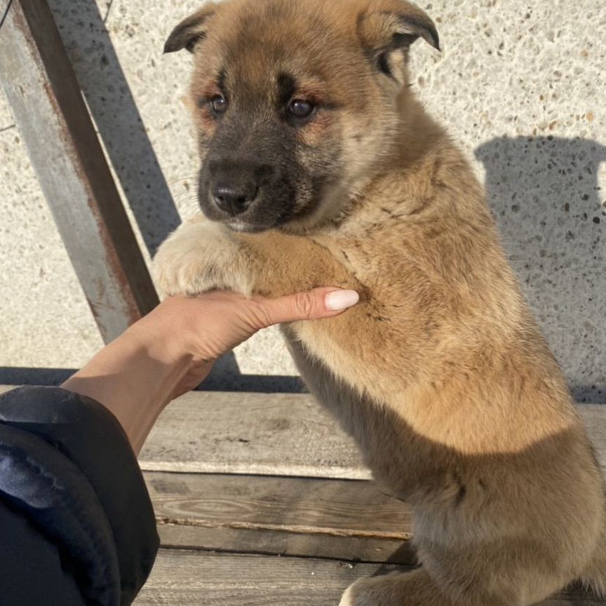 Щенок в добрые руки