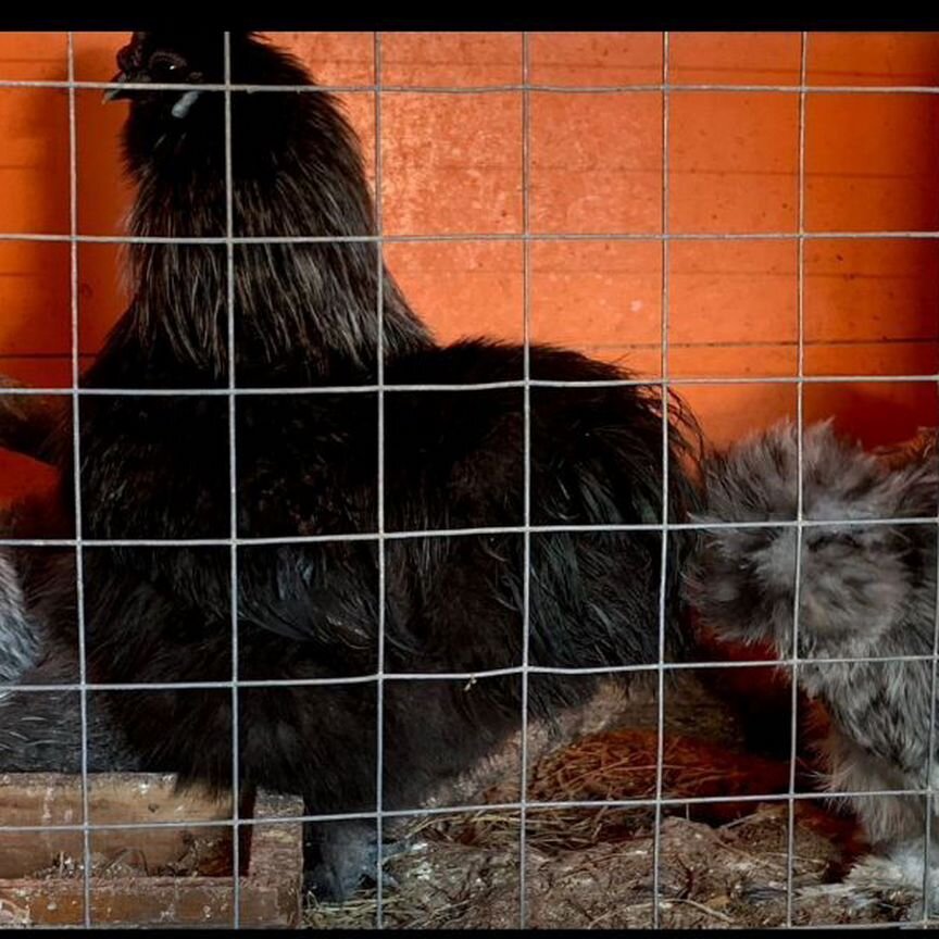 Китайские шелковые куры