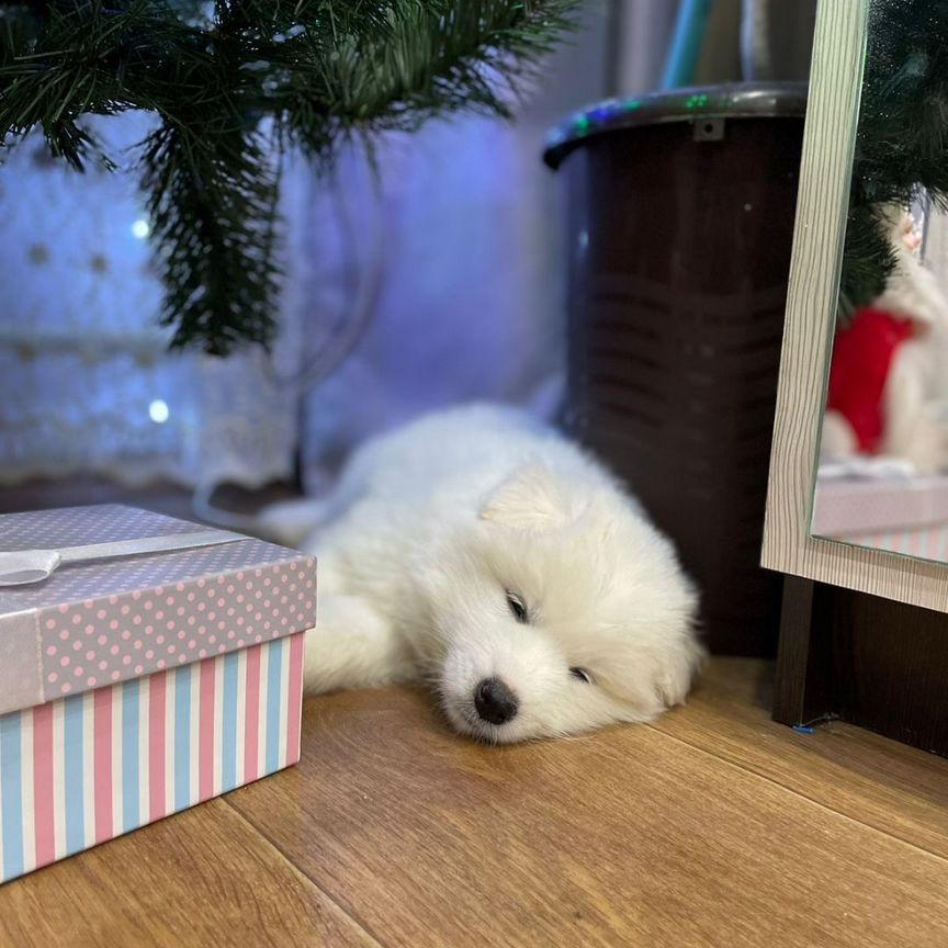 Самодская лайка щенки