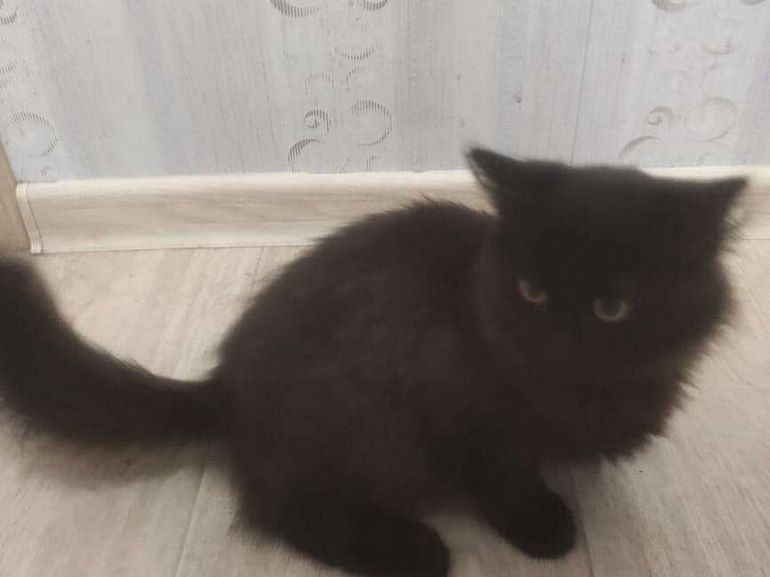 Отдам котенка (кошечку) в добрые руки