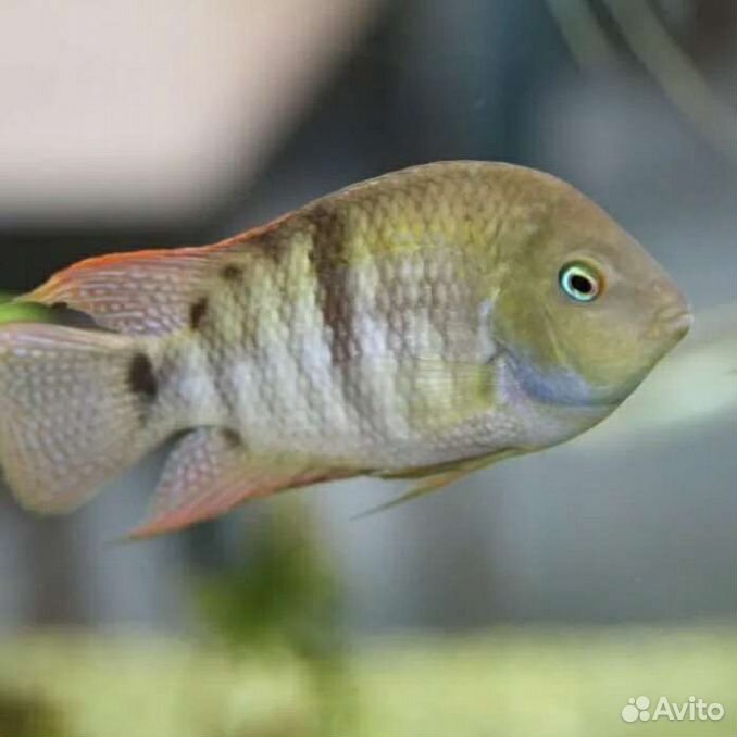 Цихлазома Седжика