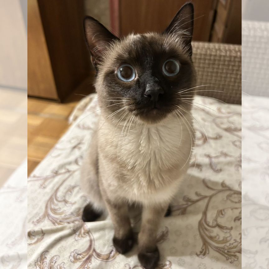 Сиамский котёнок