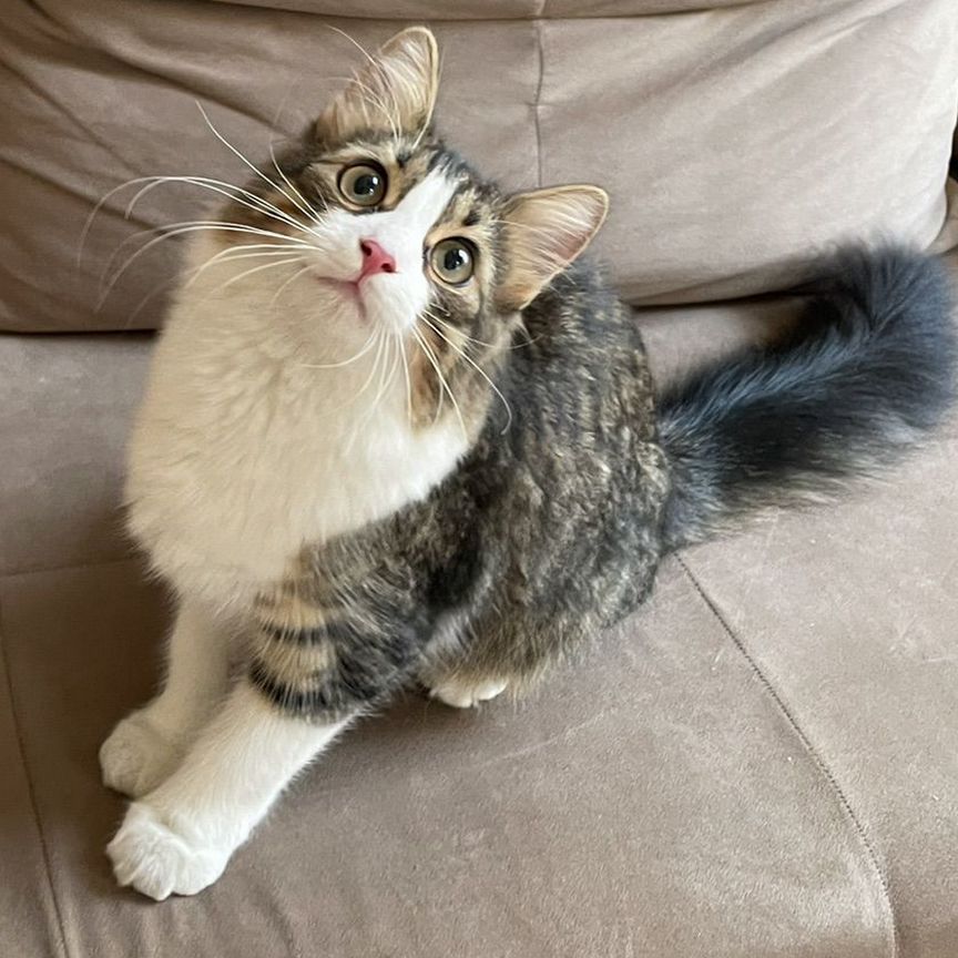 Котёнок ищет дом