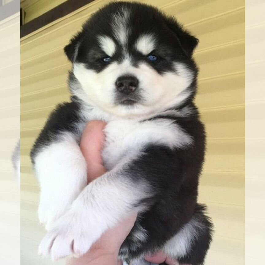 Ласковые щенки с красивыми масочками