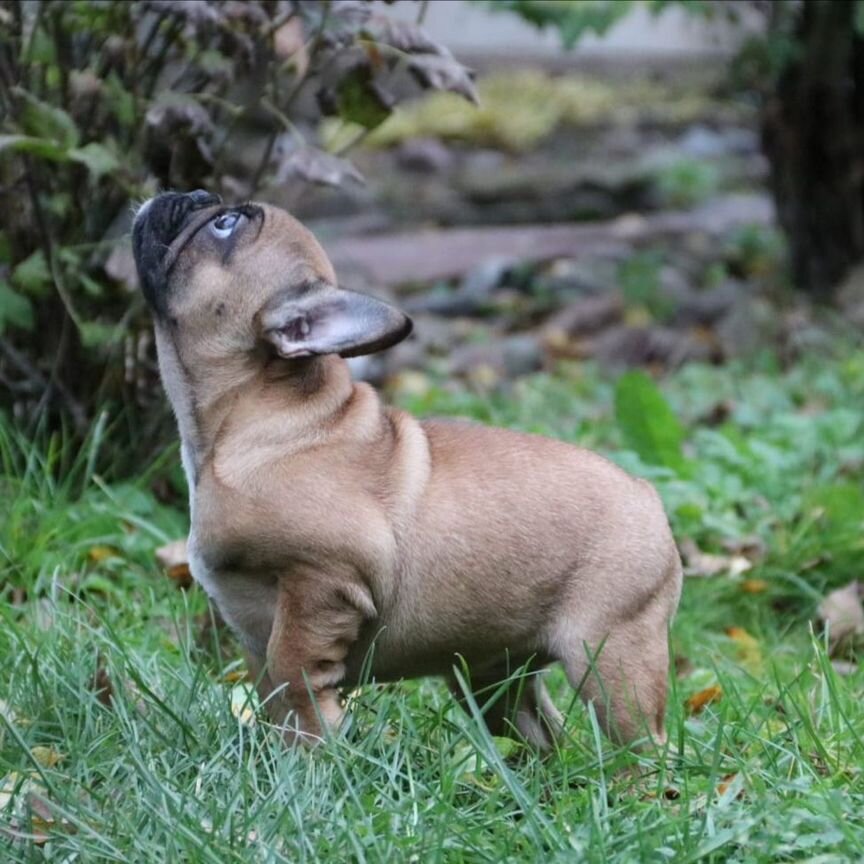 Рыжая принцесса