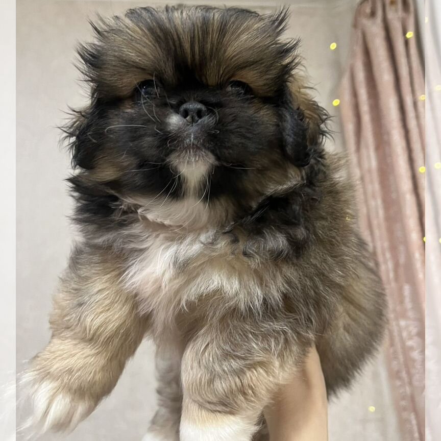 Пекинес, щенок