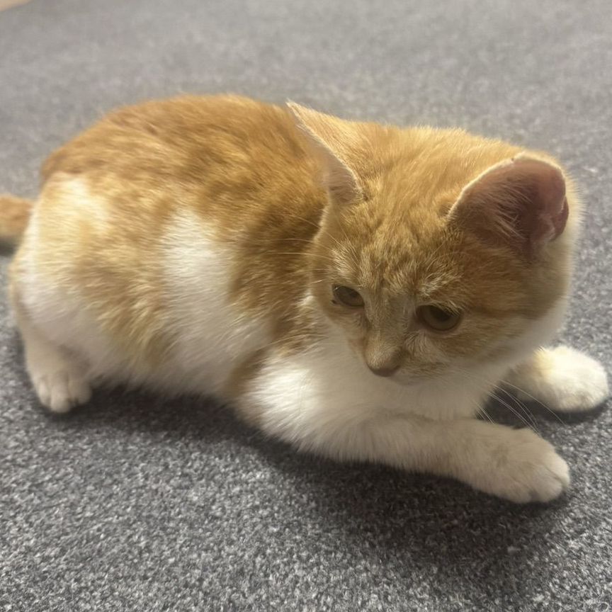 Котёнок от частного владельца