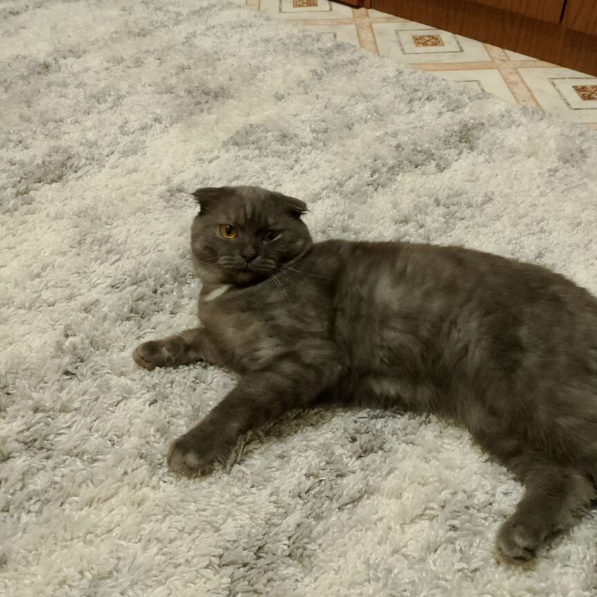 Британский вислоухий кот в хорошие руки бесплатно