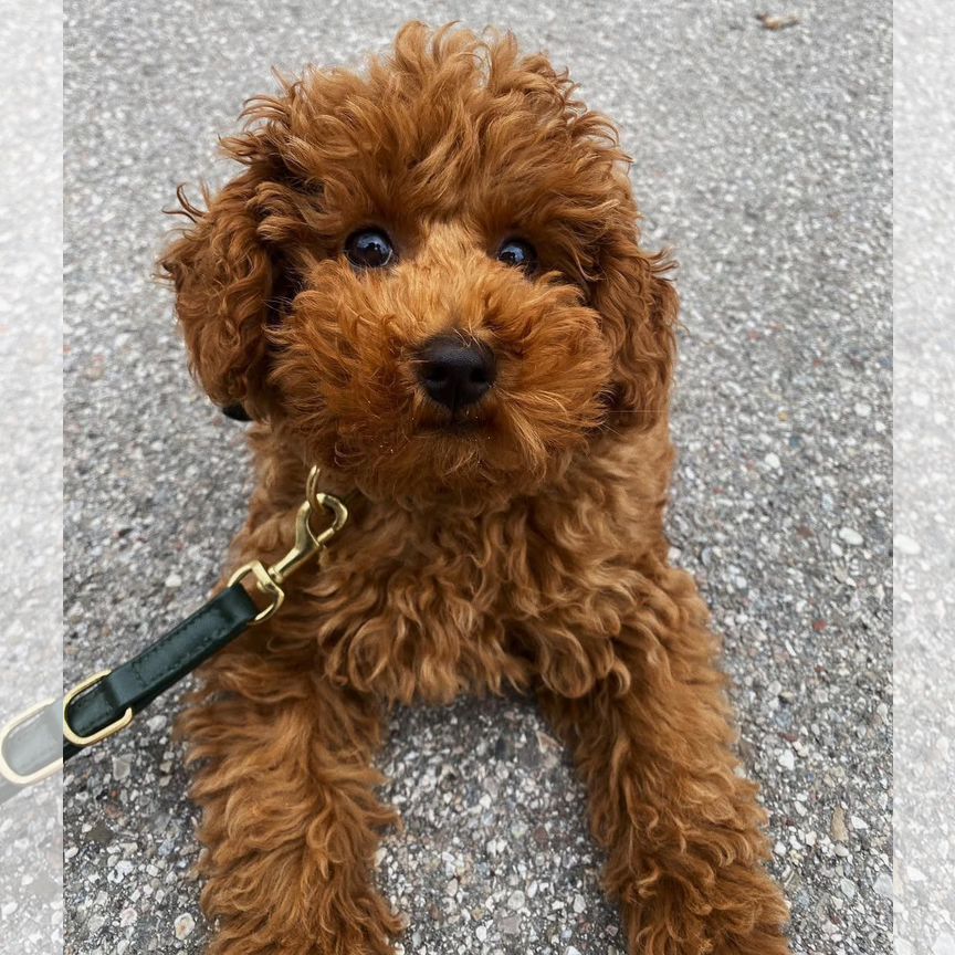 Той-пудель, щенок