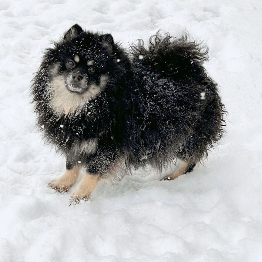 Шпиц девочка