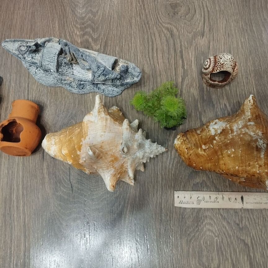 Для аквариума раковины