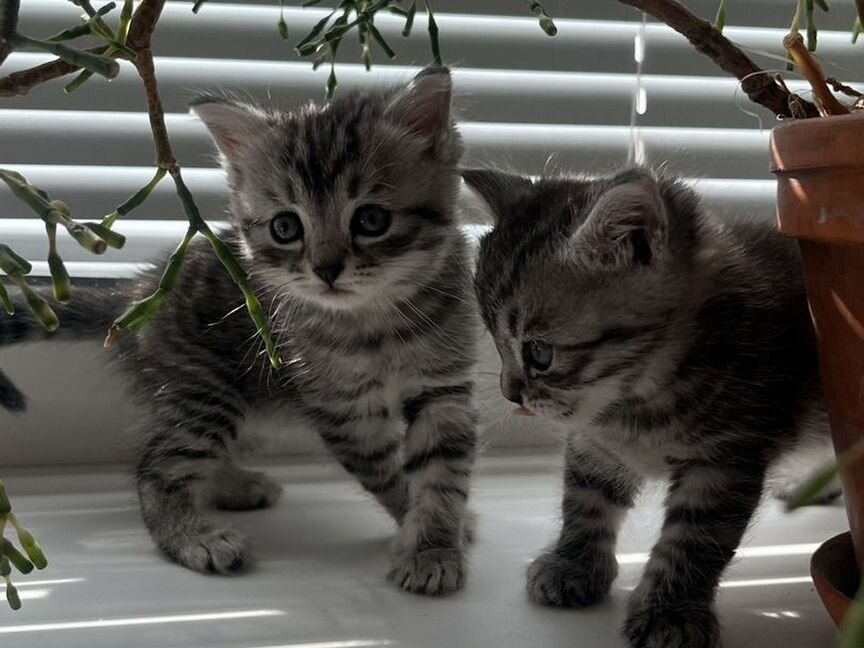 Серенькие котята бесплатно