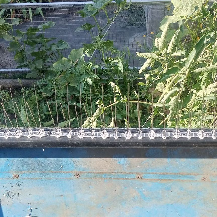 Для птиц отпугиватель