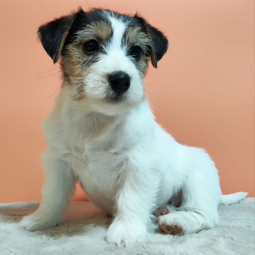 Джек-рассел-терьер, щенок