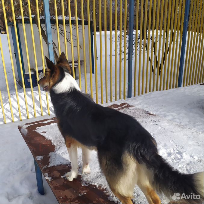 Отдам в хорошие руки собаку Бордер колли