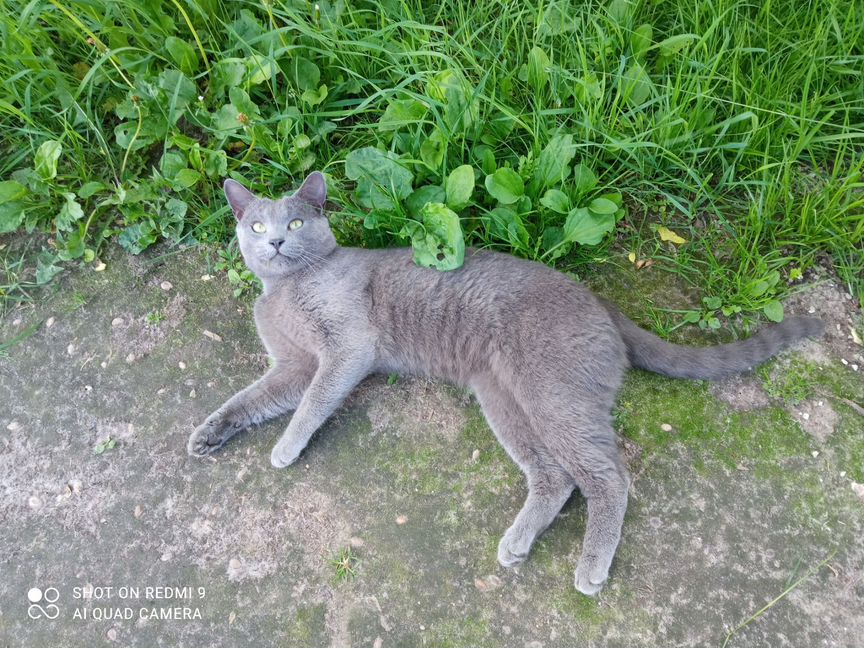 Котята русская голубая