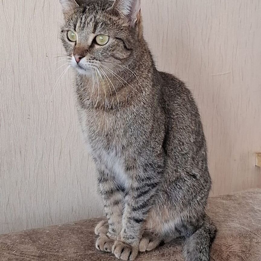 Матильда ищет дом