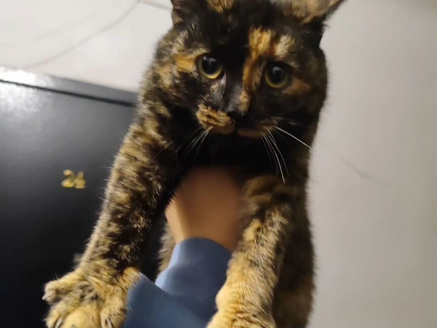 Кошечка в добрые руки бесплатно