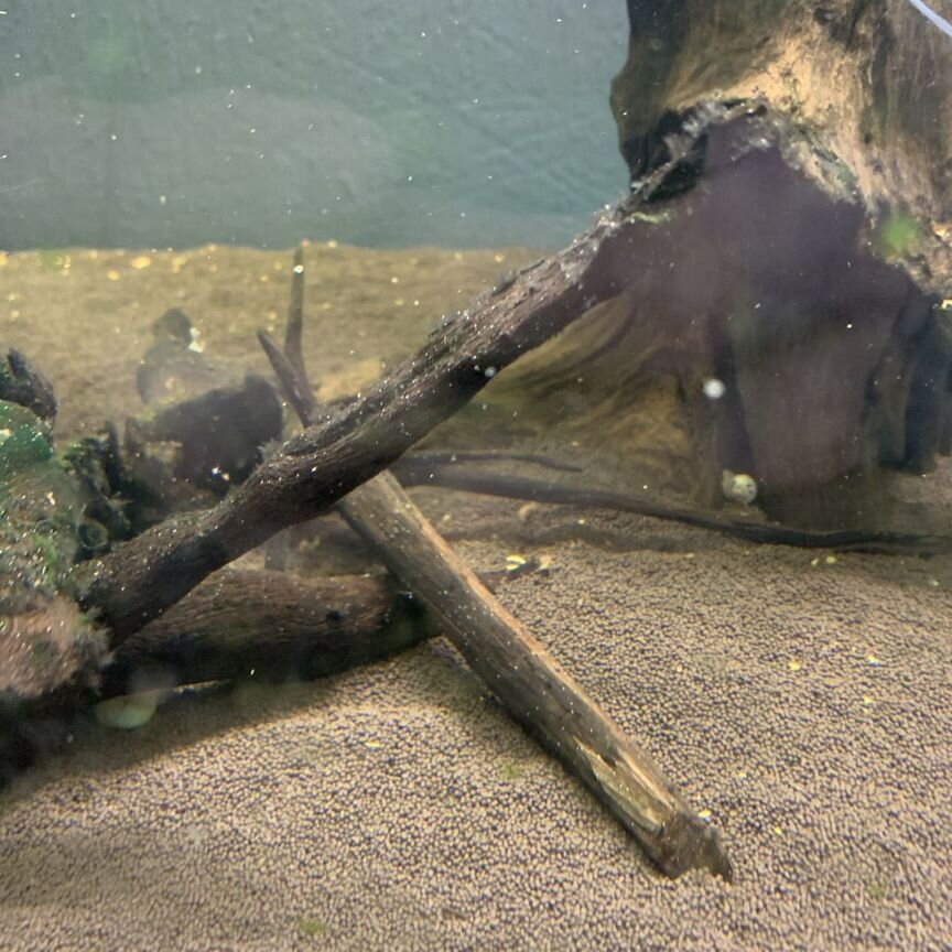 Бревно в аквариум