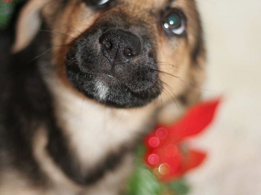 Малышке нужен дом