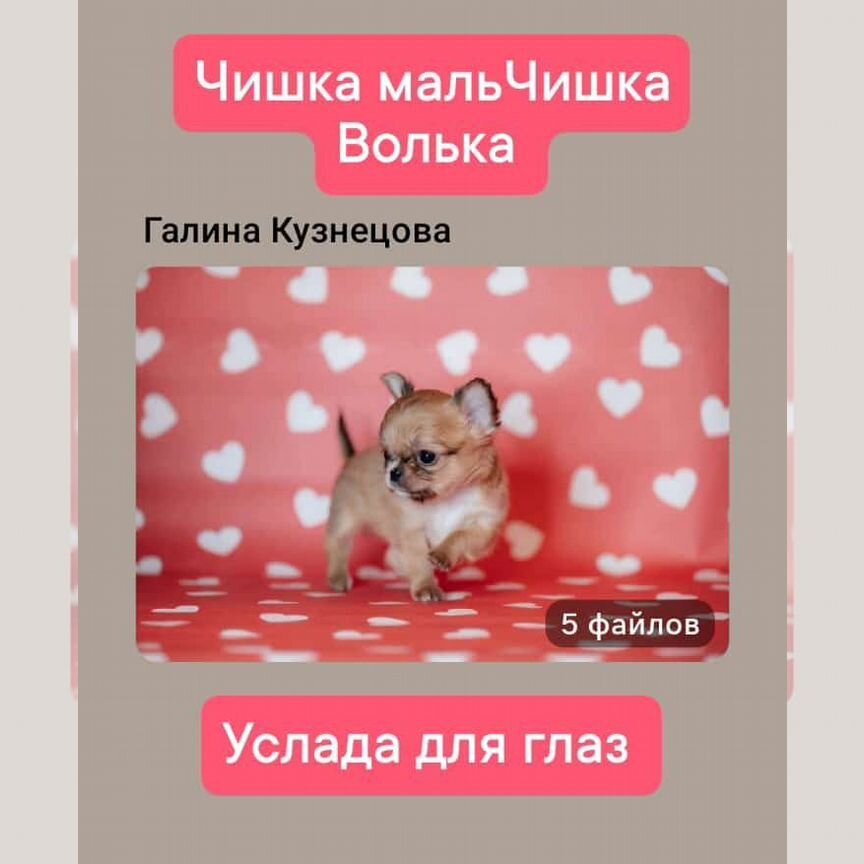 Продам щенка чихуахуа