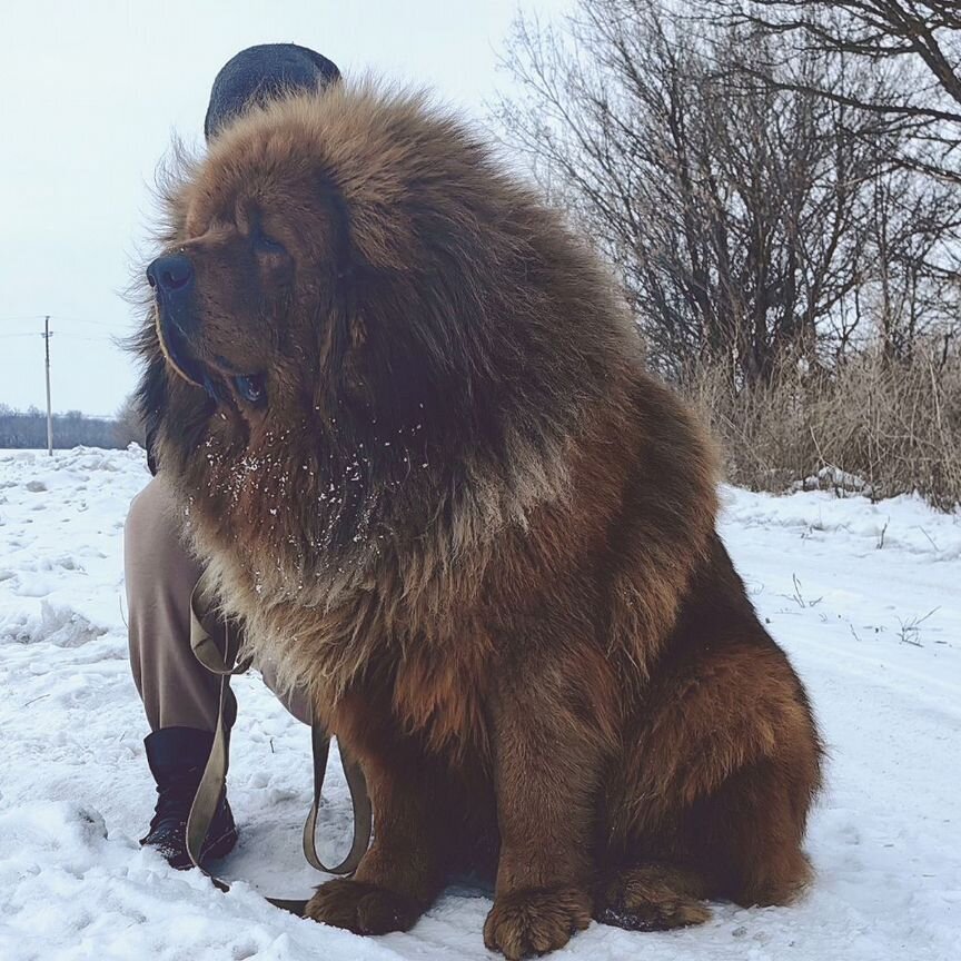 Тибетский мастиф вязка