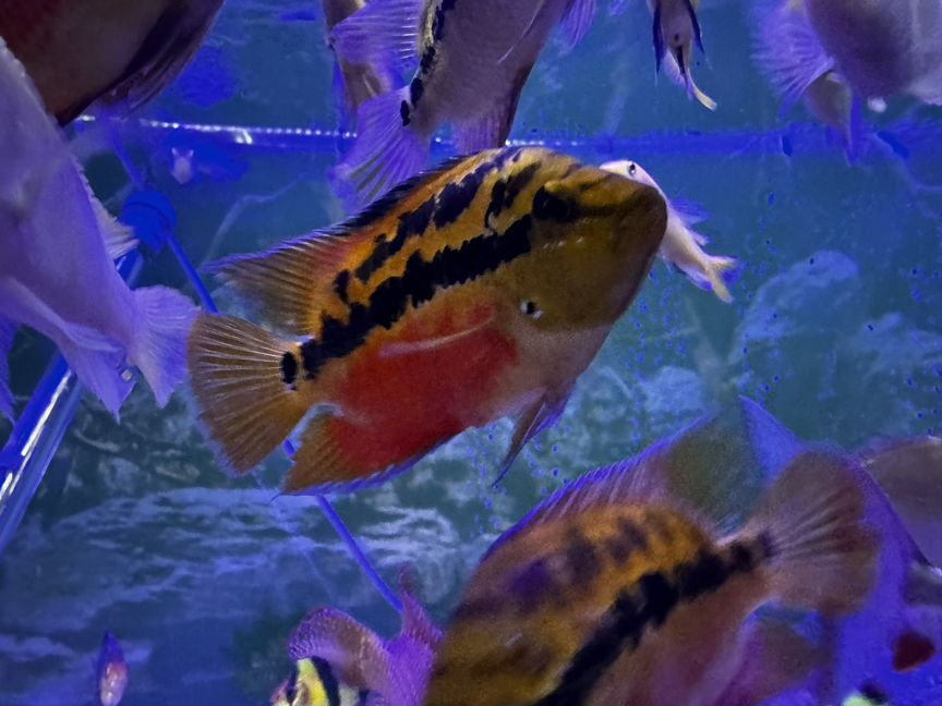 Цихлиды Сальвини