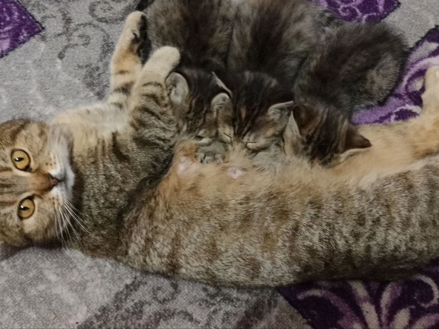 Отдам котят в добрые руки, кошечки, 2 мес