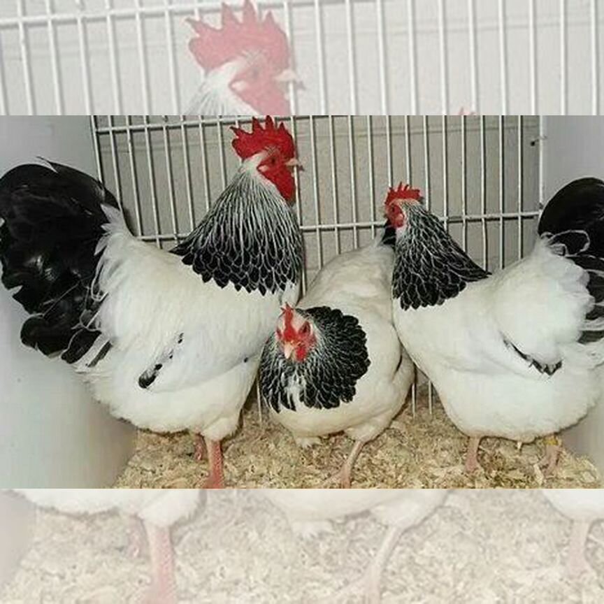 Цыплята суточные Адлерский