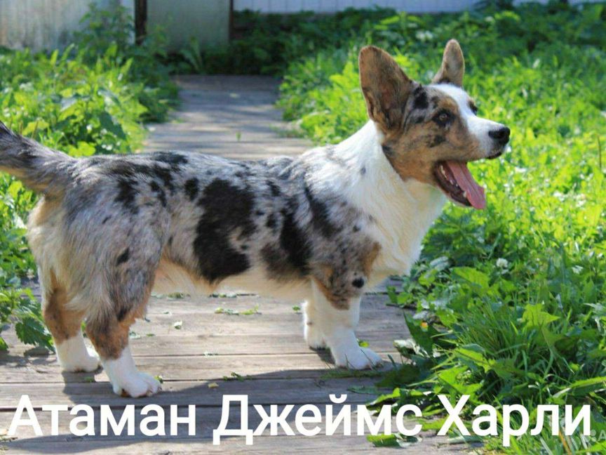 Вельш-корги кардиган мраморный щенки