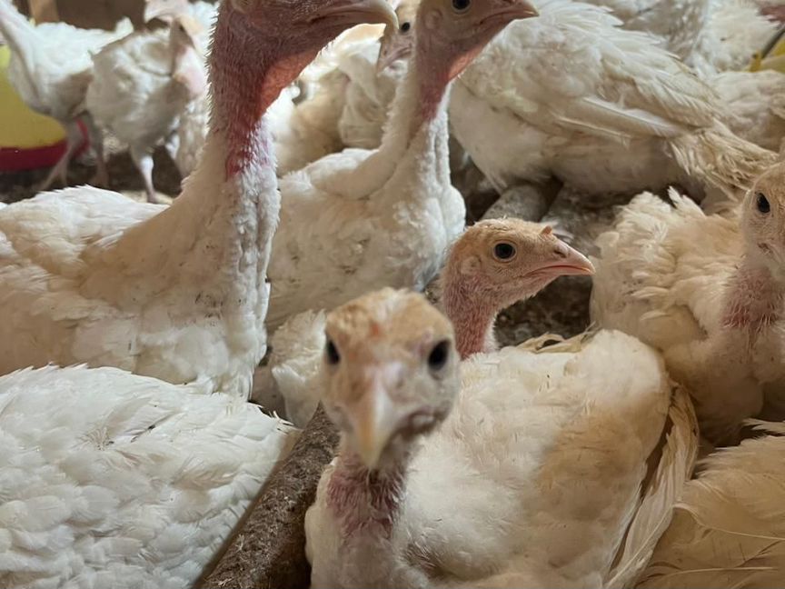 Индюшата подросшие Хайбрид-конвертер