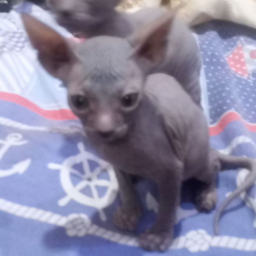 Канадский сфинкс котёнок