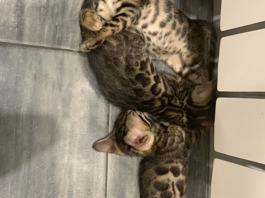 Котята исполняющие мечты