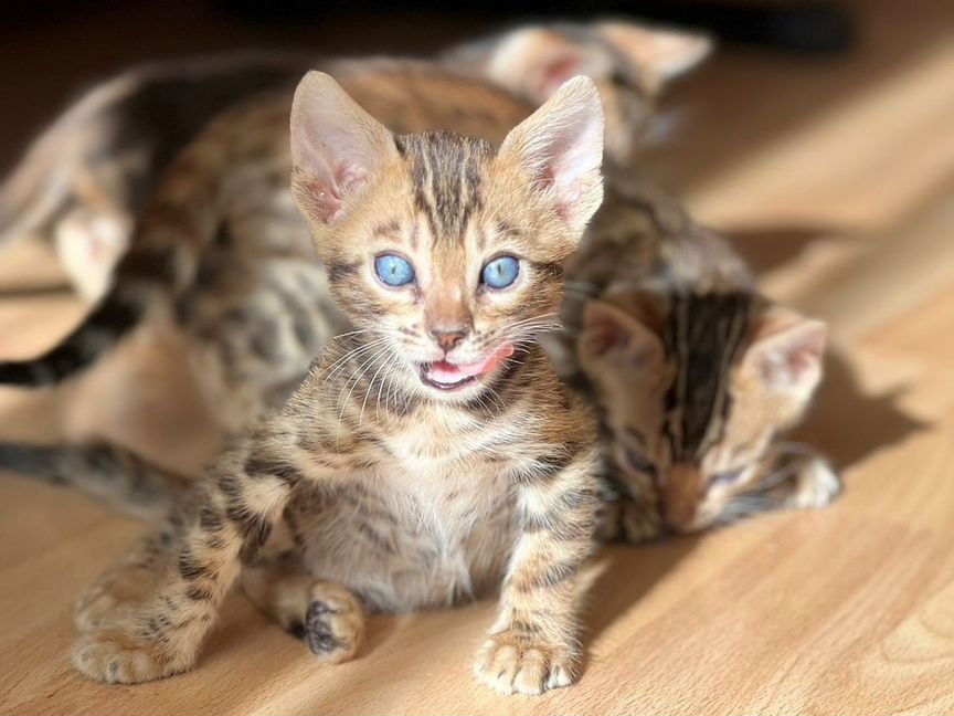 Бенгальские котята