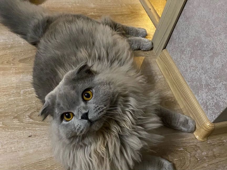 Вислоухий шотландский кот