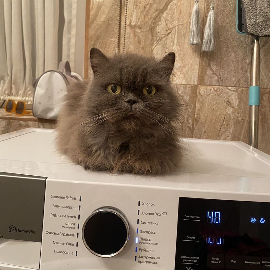 Персидская кошка в добрые руки