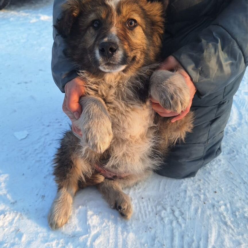Щенок в добрые руки мальчик