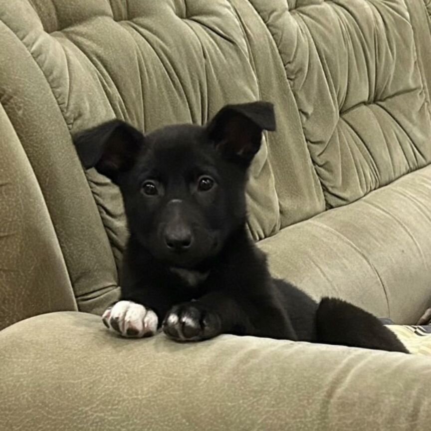 Щенки метисы в добрые руки